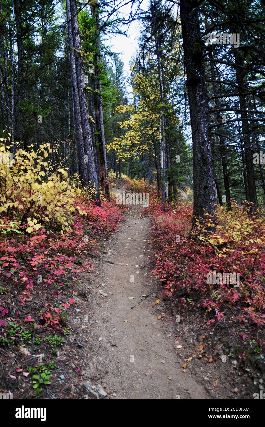 Colorful Hike in the Woods on a Trail Stock Photo - Alamy