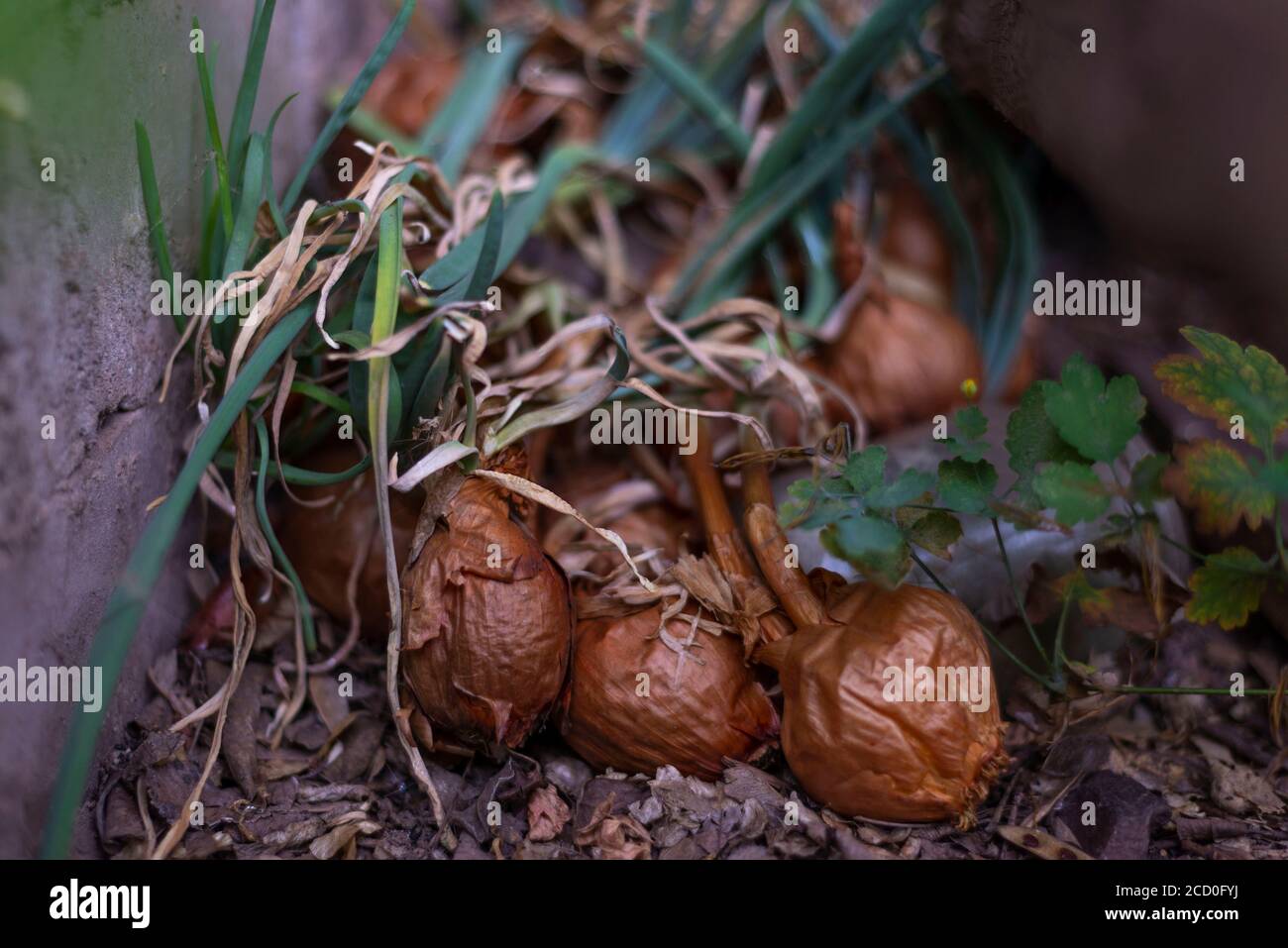 close-up of rotten discarded onion continues to grow in urban street ...
