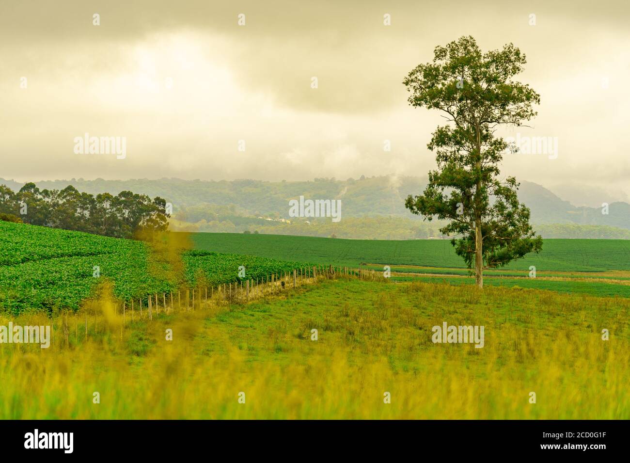 Rural landscape with a soy plantation and an eucalyptus tree. In the ...
