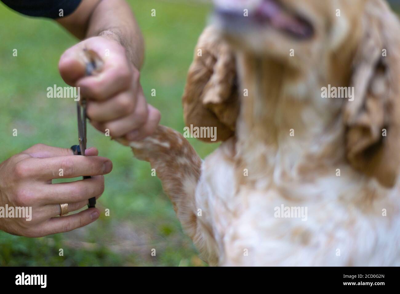 spaniel claw grooming dog nails in nature. on a green background. Cut ...