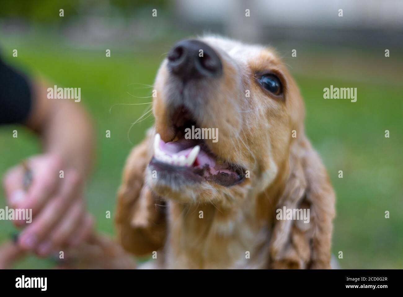 spaniel claw grooming dog nails in nature. on a green background. Cut ...