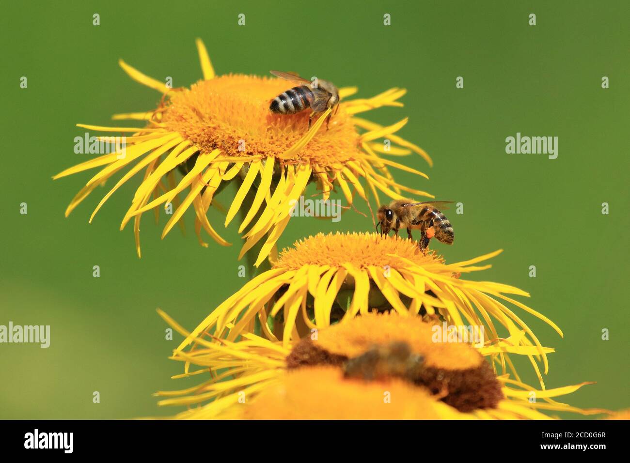 Bees workers on yellow flowers Stock Photo - Alamy