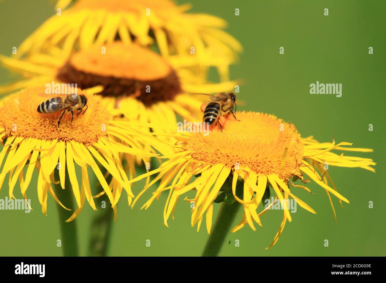 Pollen workers hi-res stock photography and images - Alamy