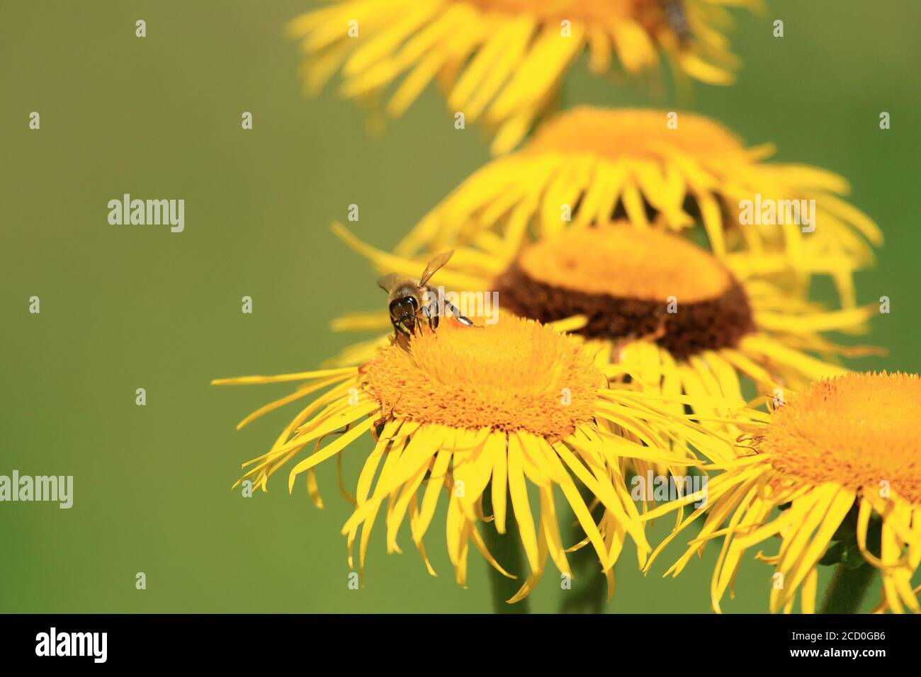 Bee pollination on yellow flower Stock Photo - Alamy