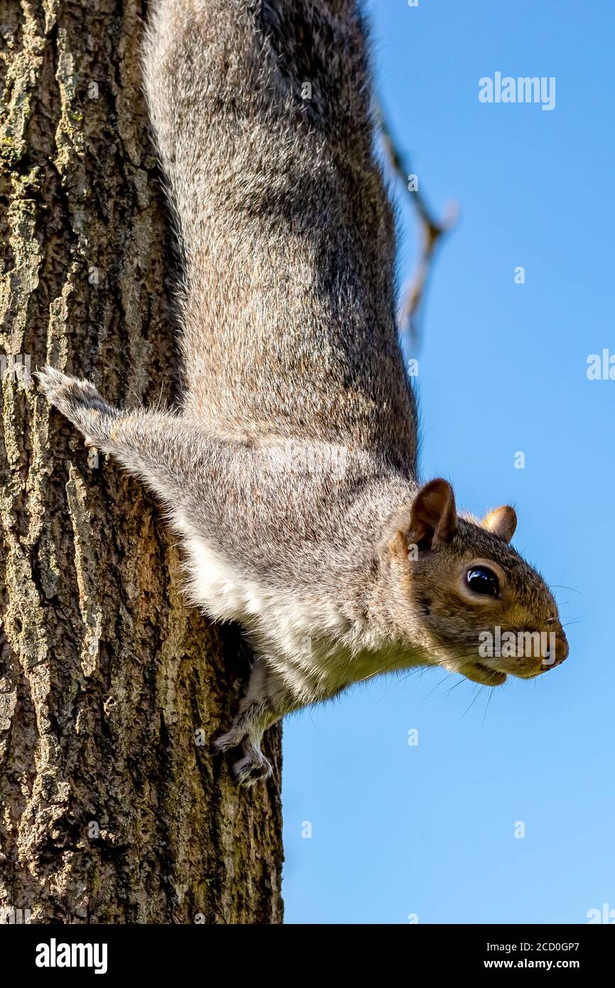 Gray Squirrel climbing down a tree Stock Photo - Alamy