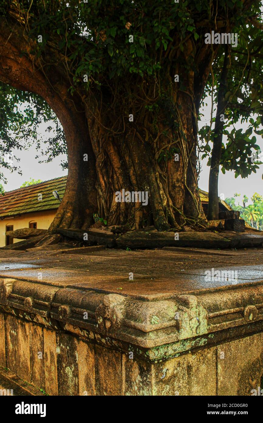 kerala temple statues, temple pond Stock Photo - Alamy