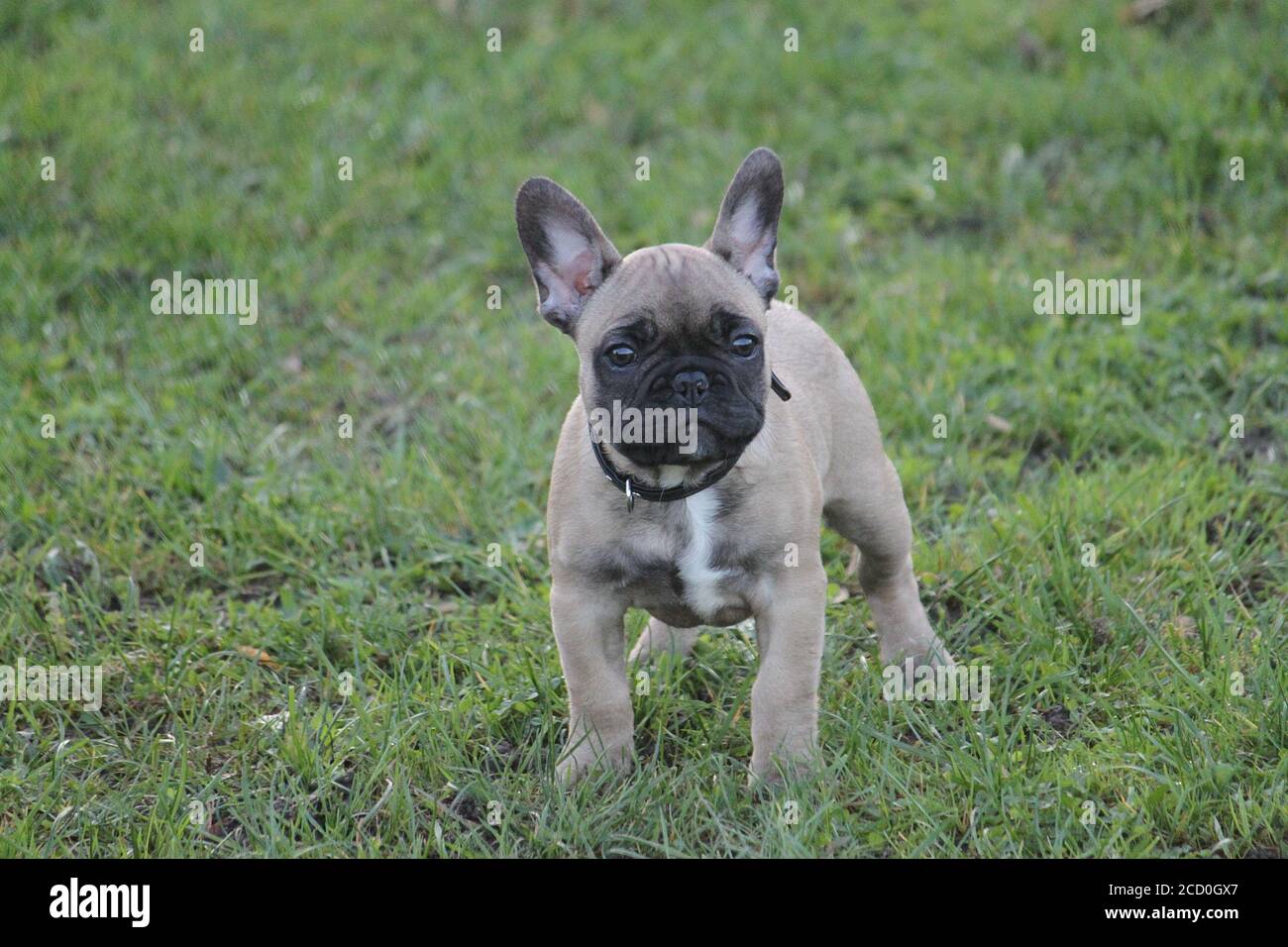 Cute playful bulldog playing in a park at daytime Stock Photo - Alamy