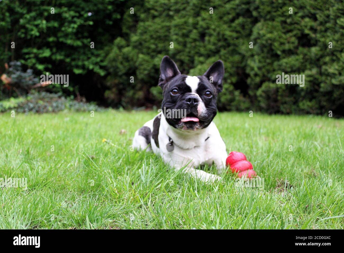 Selective focus shot of a cute pug in a field Stock Photo - Alamy
