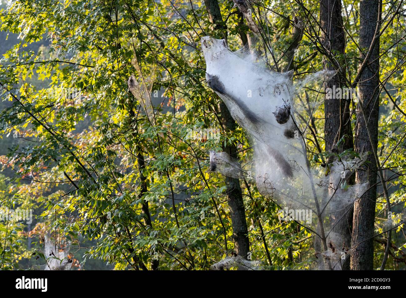Gypsy moth nests in green trees Stock Photo - Alamy