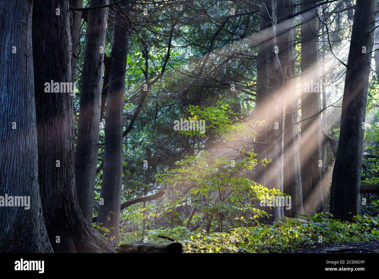 Early morning mist and sun rays through cedar trees Stock Photo - Alamy