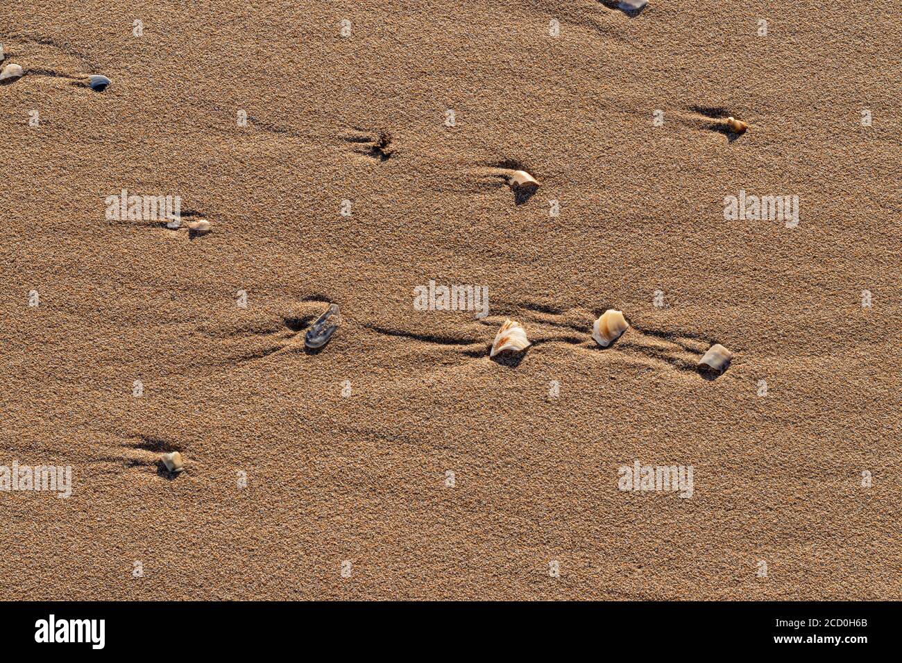 shells in the sand at the beach Stock Photo - Alamy