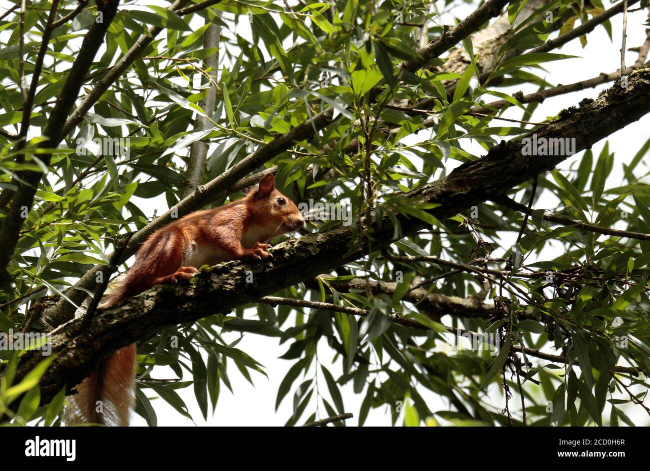 Evolutionary tree mammals hi-res stock photography and images - Alamy