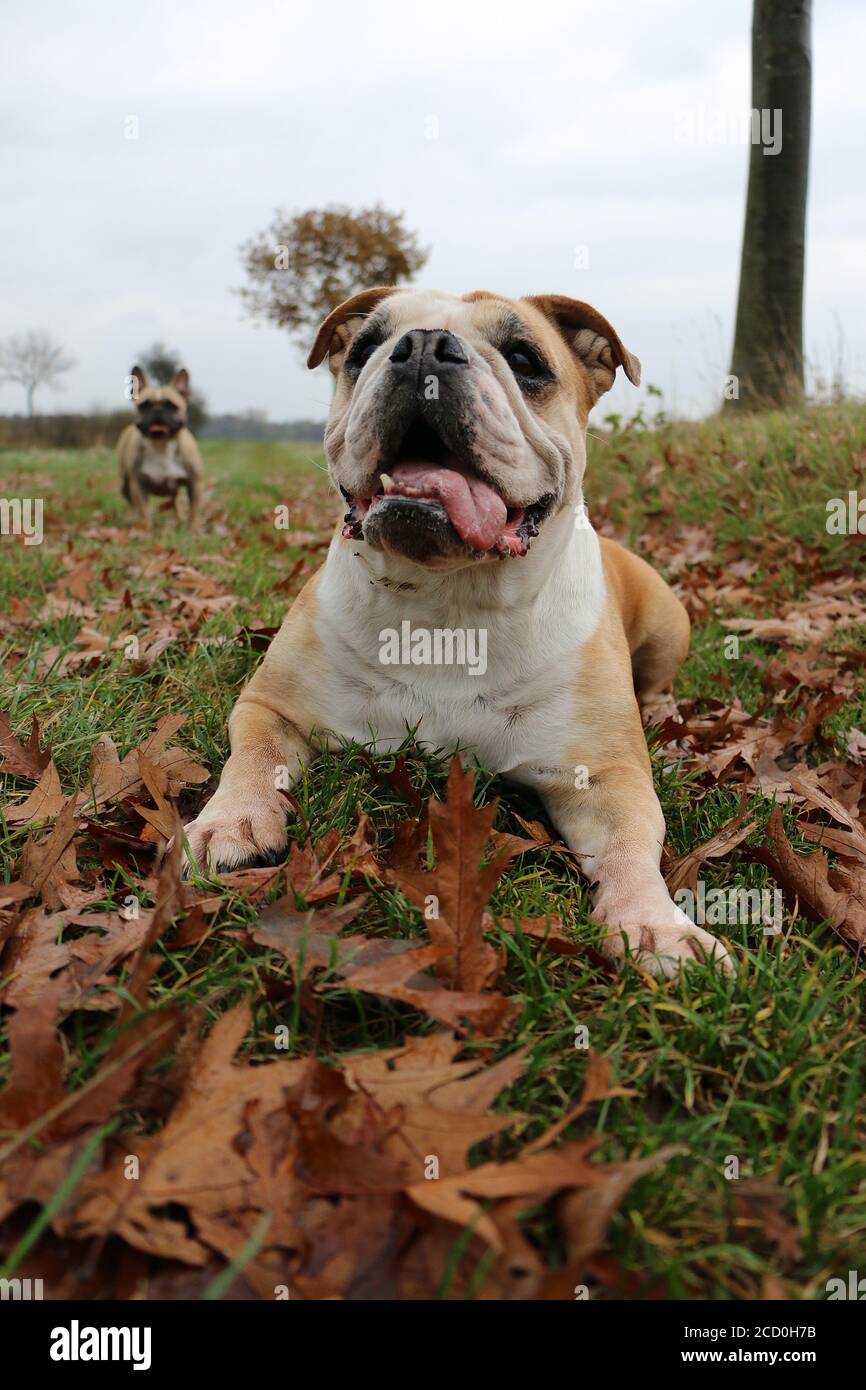 Cute bulldog standing in a park at daytime Stock Photo - Alamy