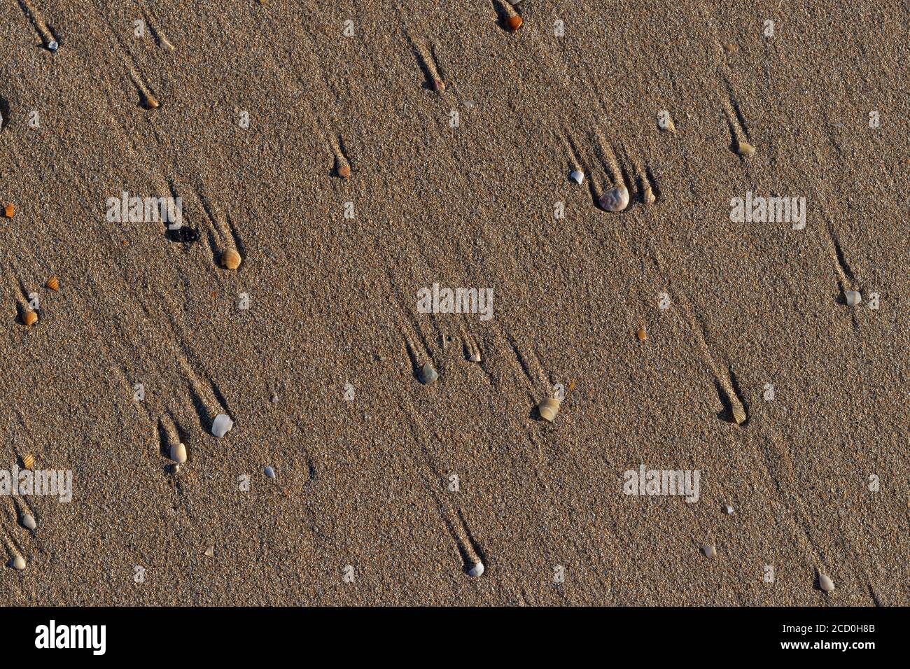 shells in the sand at the beach Stock Photo - Alamy