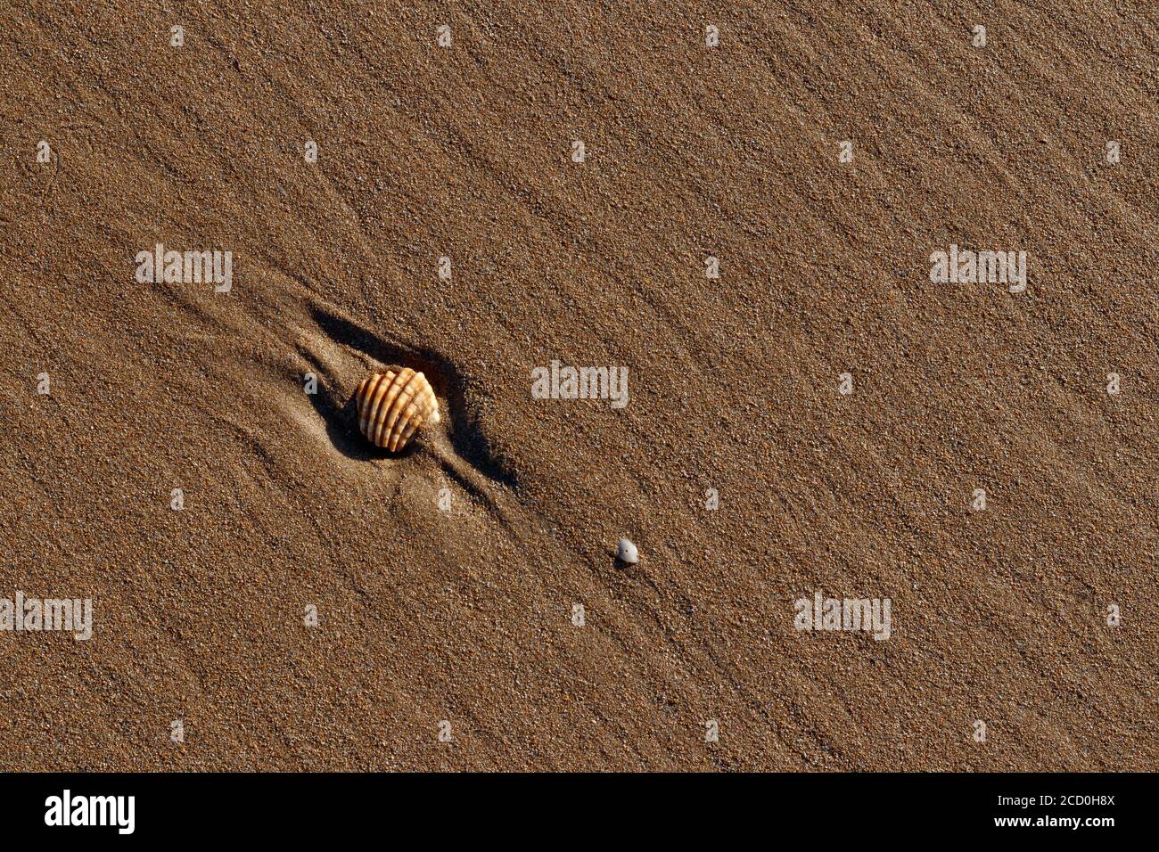 shells in the sand at the beach Stock Photo - Alamy