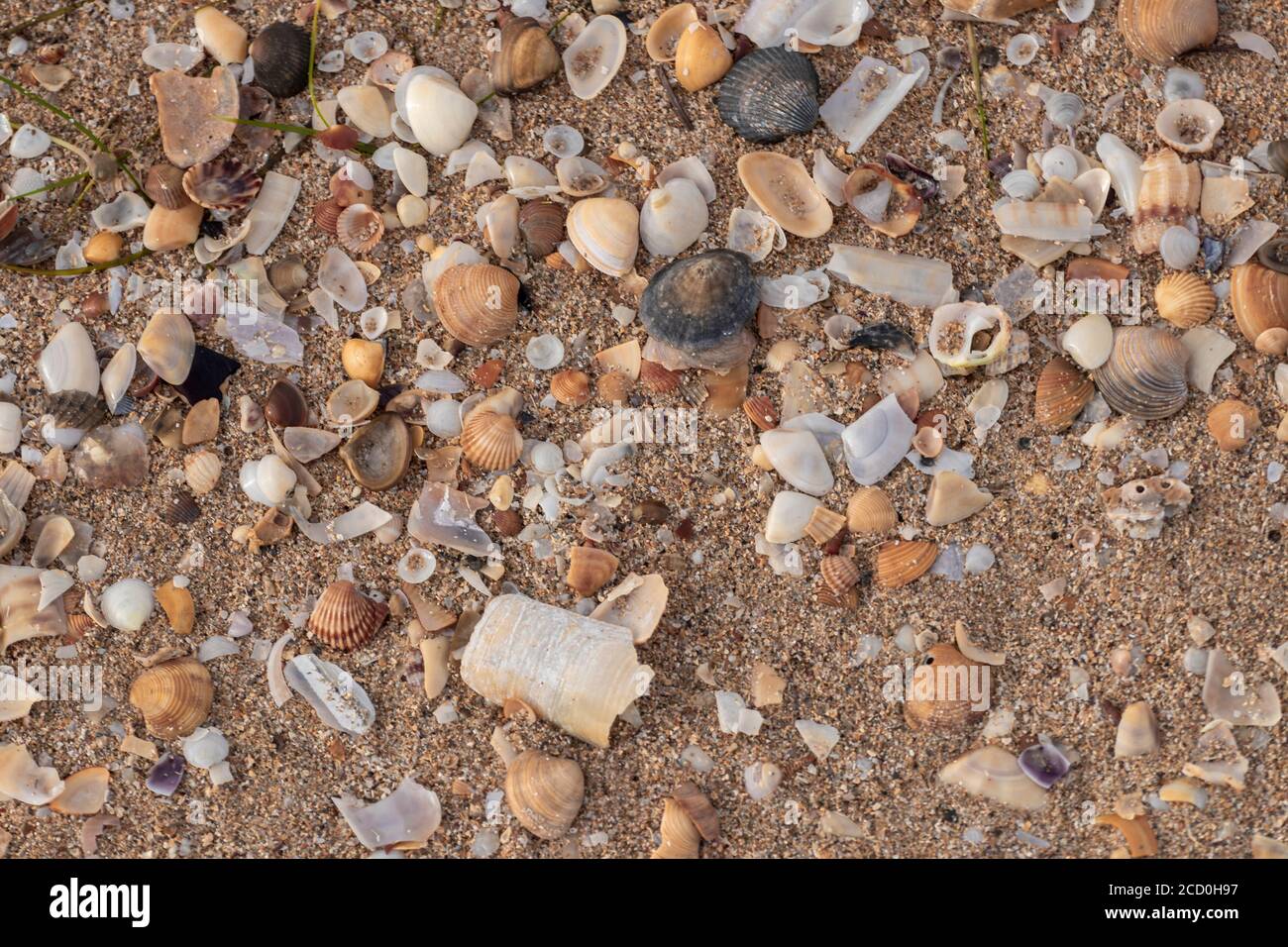 shells in the sand at the beach Stock Photo - Alamy