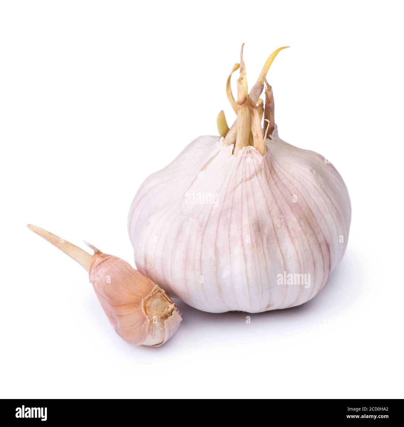 Sprouted garlic bulb isolated on white Stock Photo - Alamy