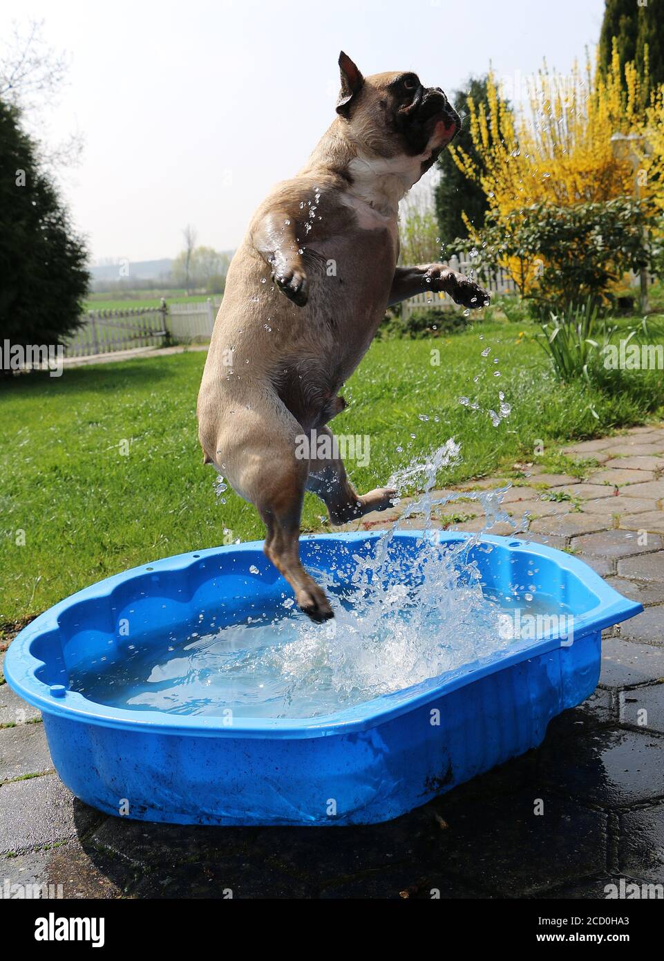 Vertical shot of a french bulldog having fun in the pool and jumping ...