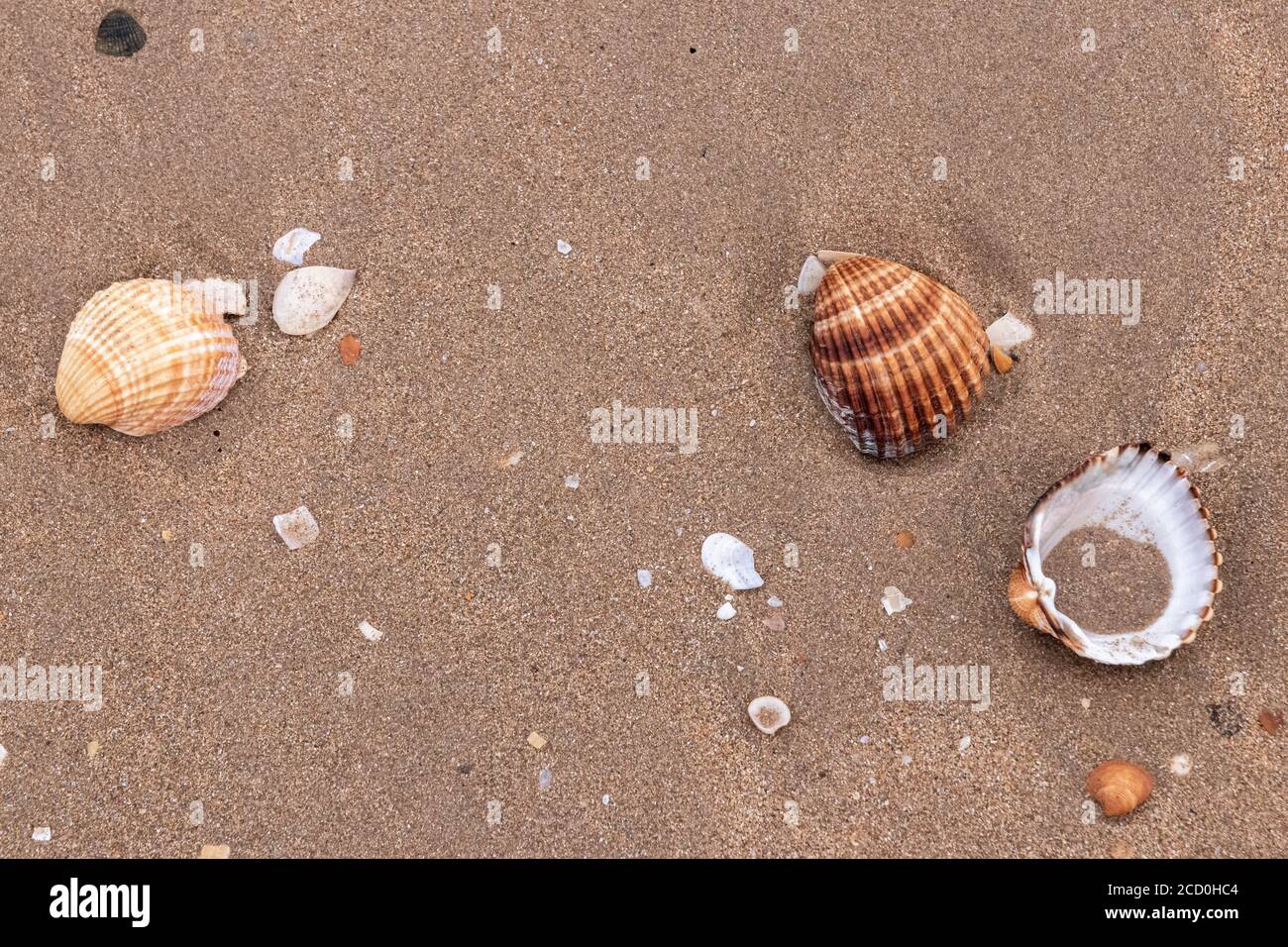 shells in the sand at the beach Stock Photo - Alamy