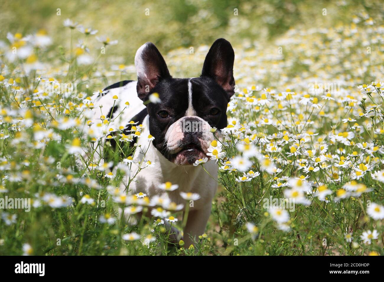 Black pug flower hi-res stock photography and images - Alamy
