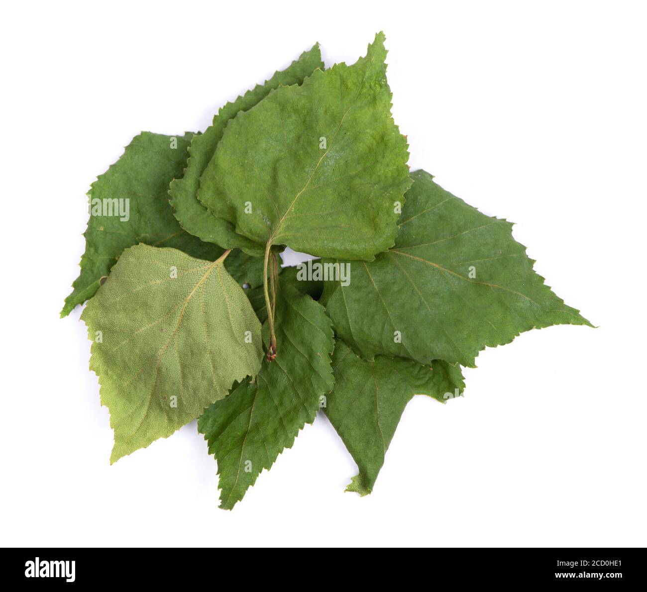 Pile of dried birch leaves isolated over white background Stock Photo ...