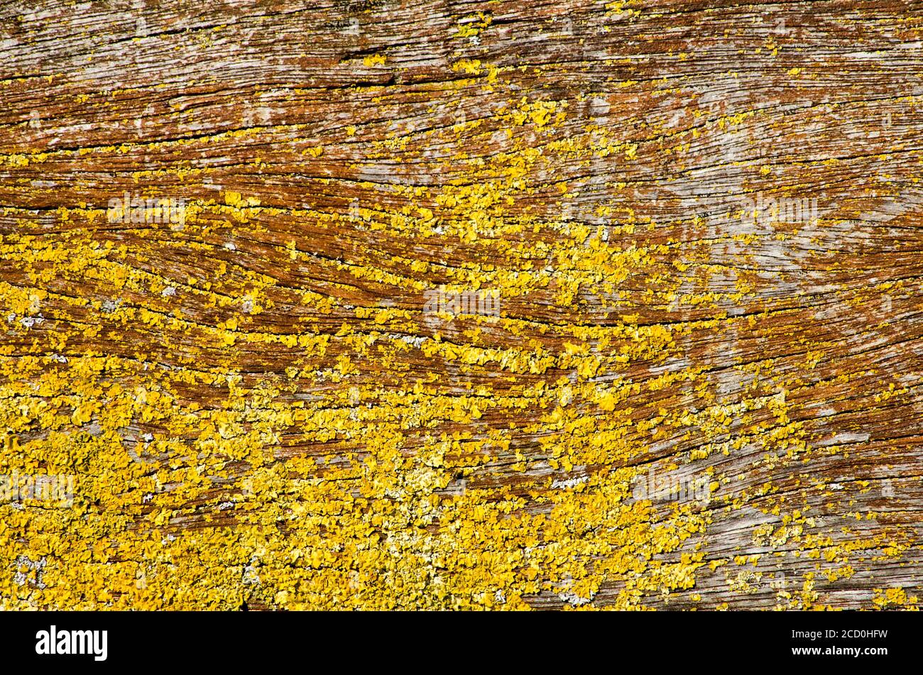 Weathered brown plank partly covered with a yellow kind of lichen Stock ...