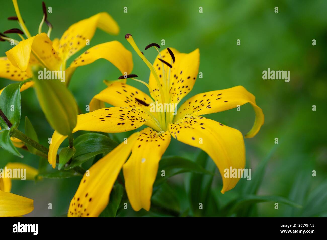 Yellow day tiger lily, lily green scene background. Botanical ...