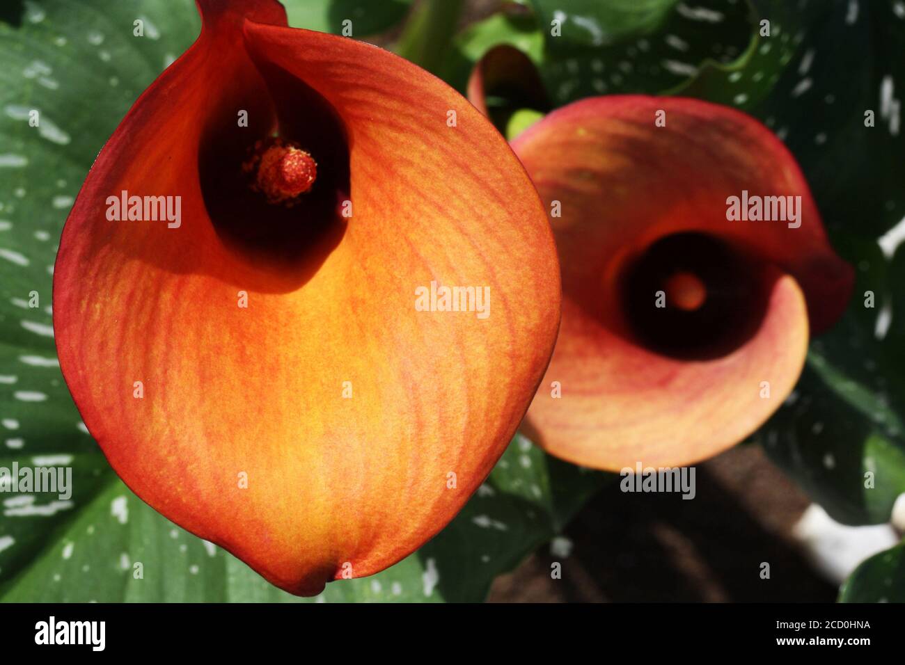 calla zantedeschia albomaculata Stock Photo - Alamy