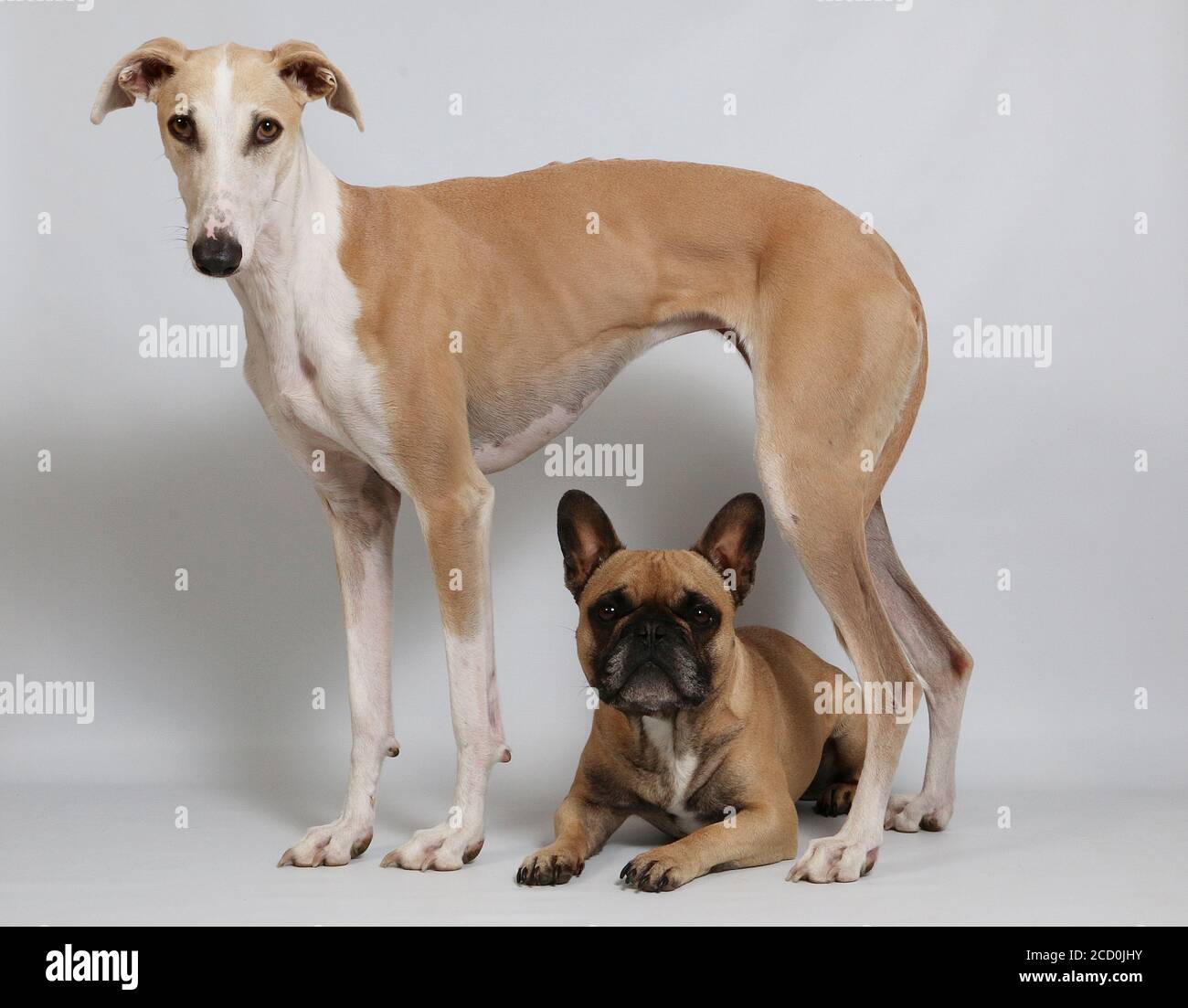 Closeup of a greyhound standing over an adorable french bulldog in ...