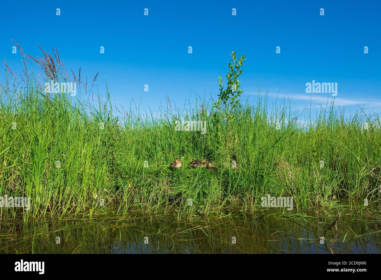 Neat duck hi-res stock photography and images - Alamy