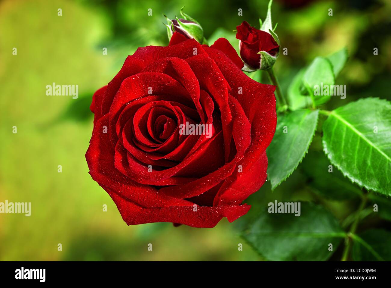 Red roses close up hi-res stock photography and images - Alamy