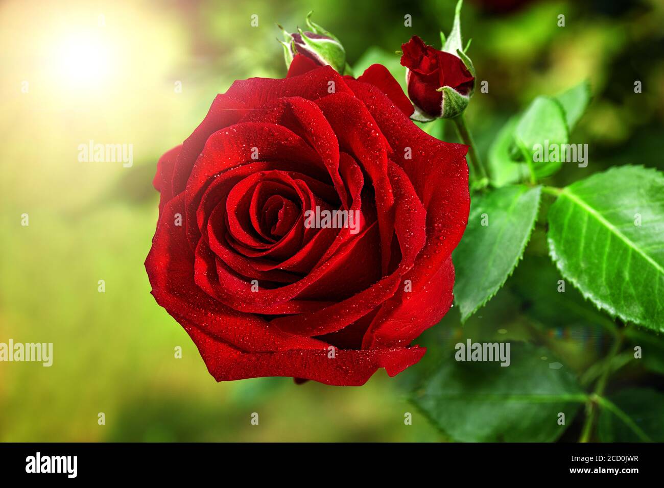 Red roses close up. Background Stock Photo - Alamy