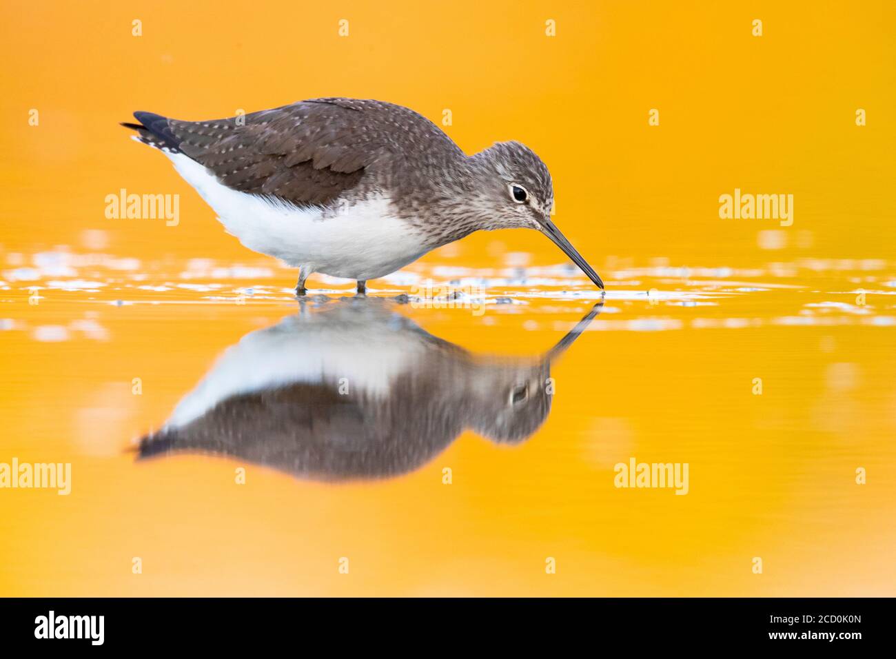 Green Sandpiper (Tringa ochropus), side view of an adult picking up ...