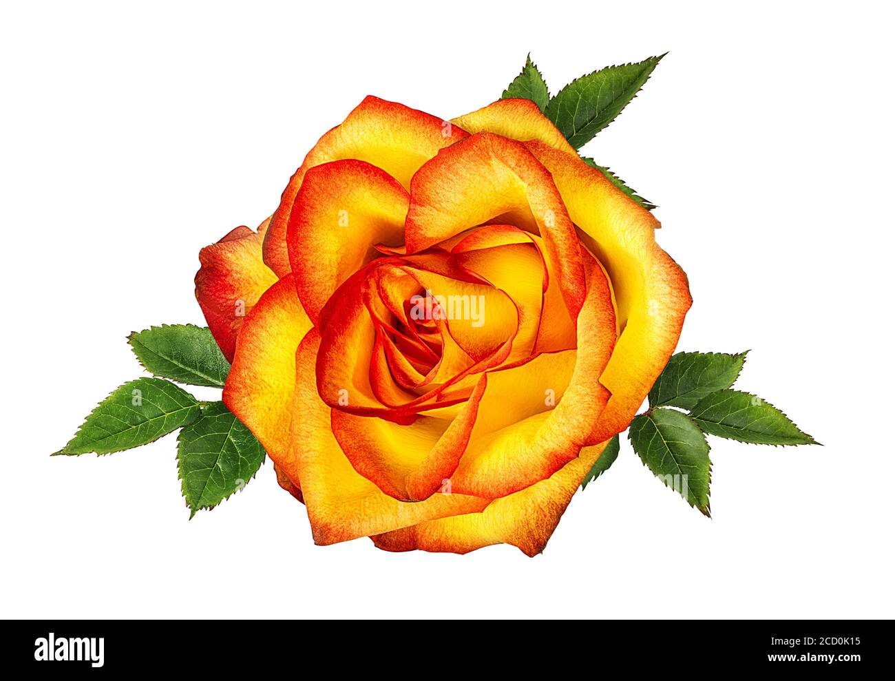 Roses isolated on white background Stock Photo - Alamy