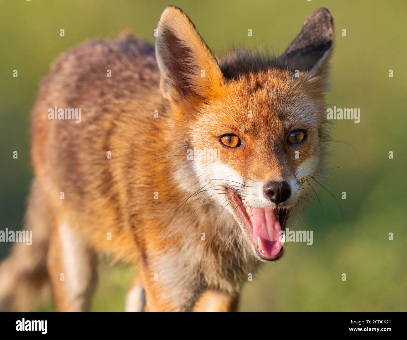 Red Fox (Vulpes vulpes), close-up of an adult male Stock Photo - Alamy