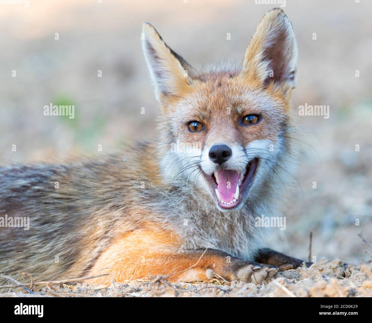Fox in italy High Resolution Stock Photography and Images - Alamy