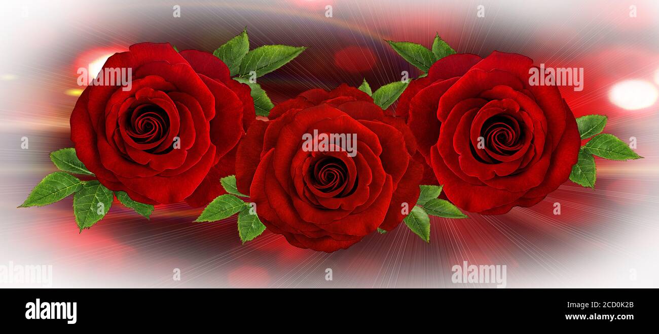 Red roses close up. Background Stock Photo - Alamy