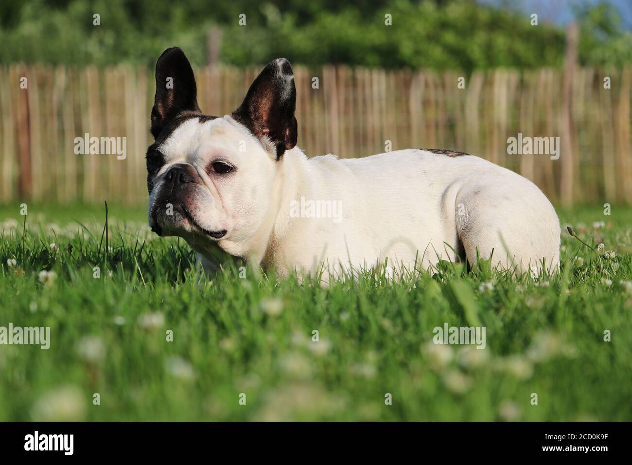 Selective focus shot of an adorable dog Stock Photo - Alamy