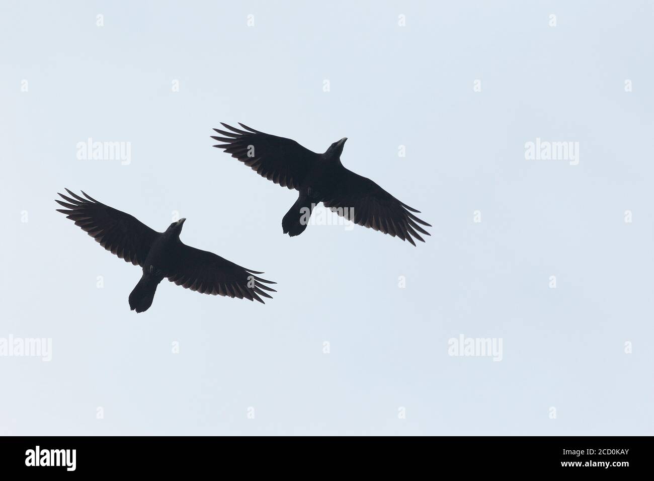 Raven bird uk flying hi-res stock photography and images - Alamy
