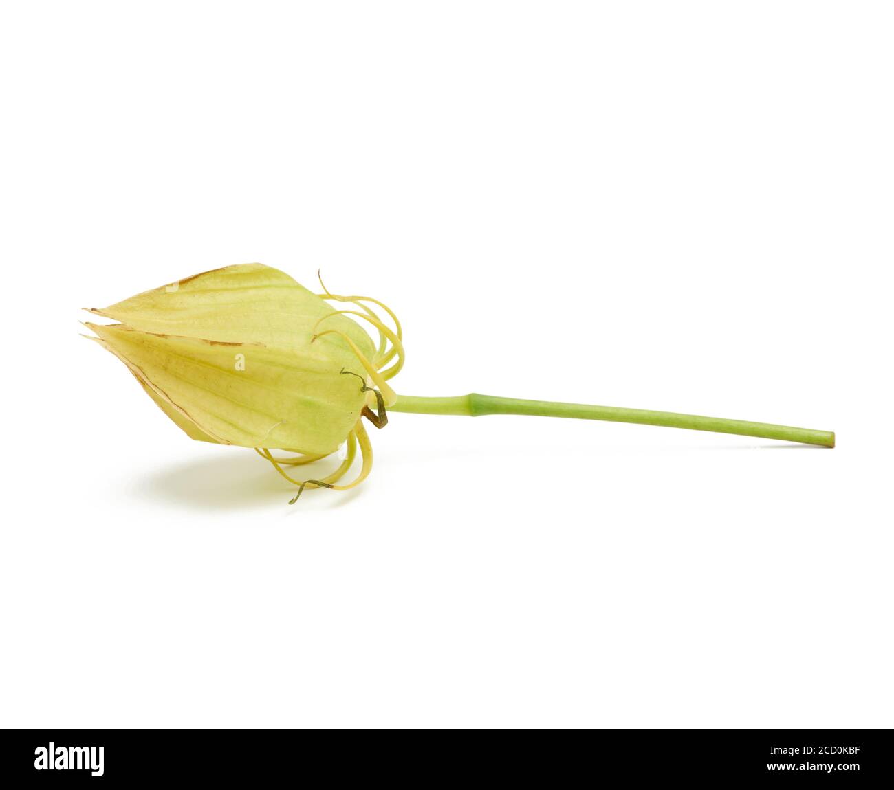 Yellow unblown bud red Cut Out Stock Images & Pictures - Alamy