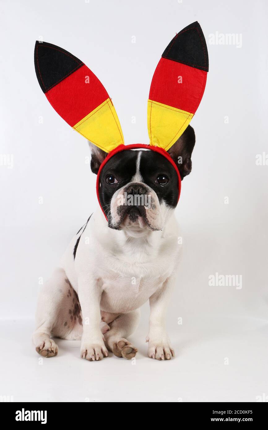 German bulldog hi-res stock photography and images - Alamy