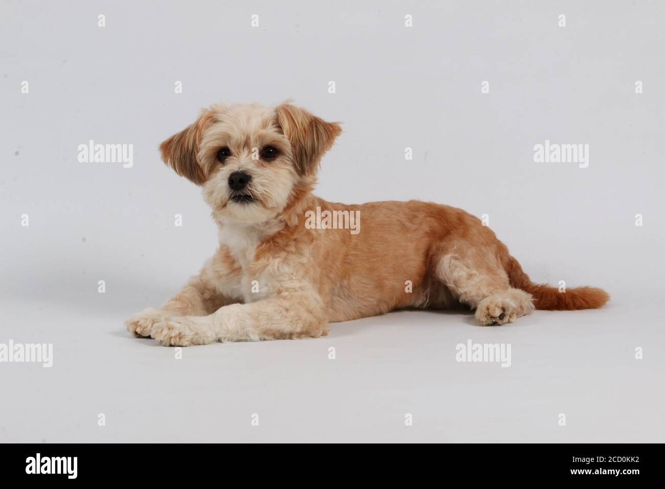 Cute fluffy mixed dog posing in a studio against a white background ...