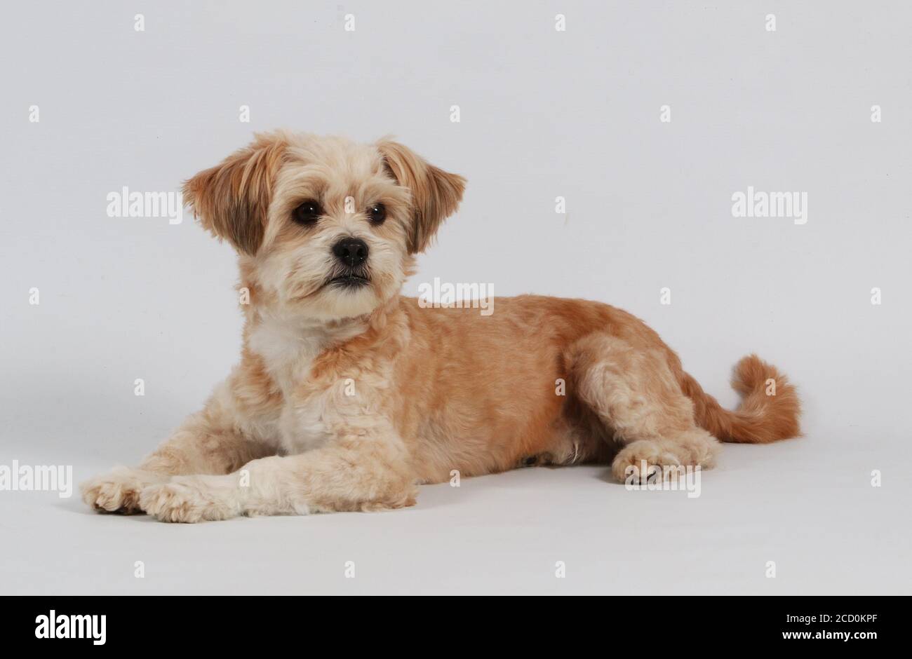 Cute fluffy mixed dog posing in a studio against a white background ...
