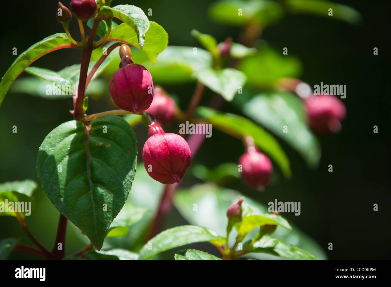 Flowers up close Stock Photo - Alamy