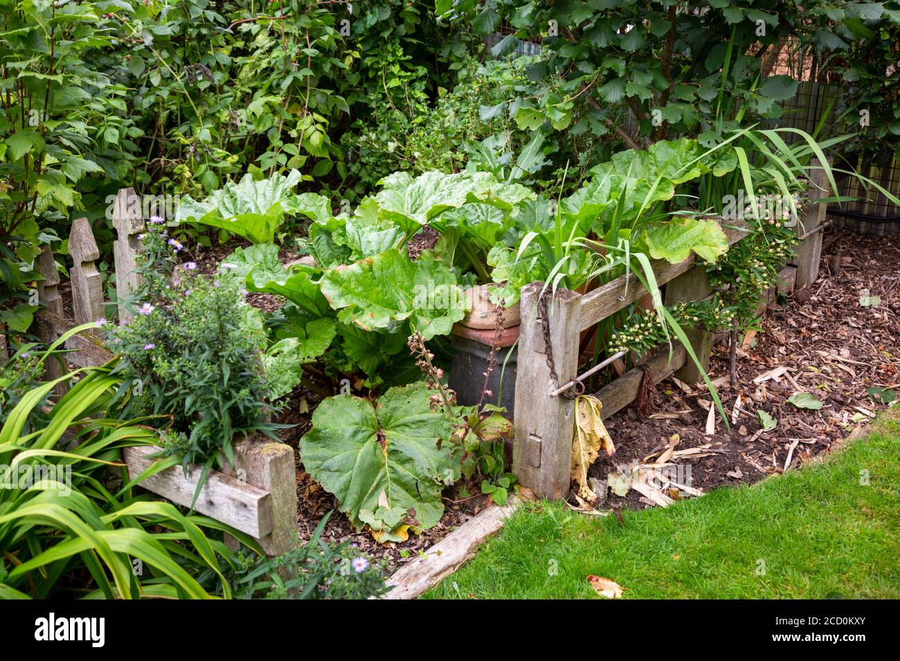 Rhubarb patch in a garden corner Stock Photo - Alamy