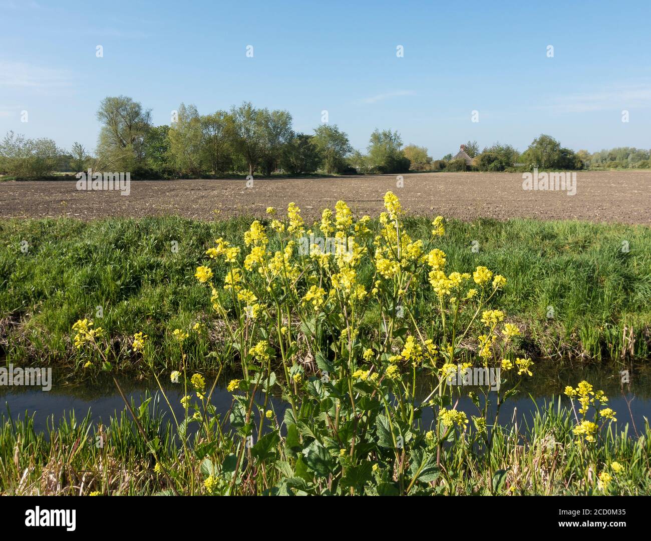 Wild mustard plant hi-res stock photography and images - Alamy