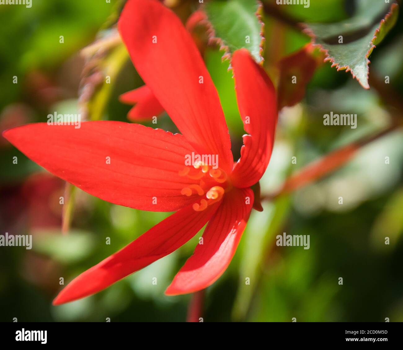 Flowers up close Stock Photo - Alamy