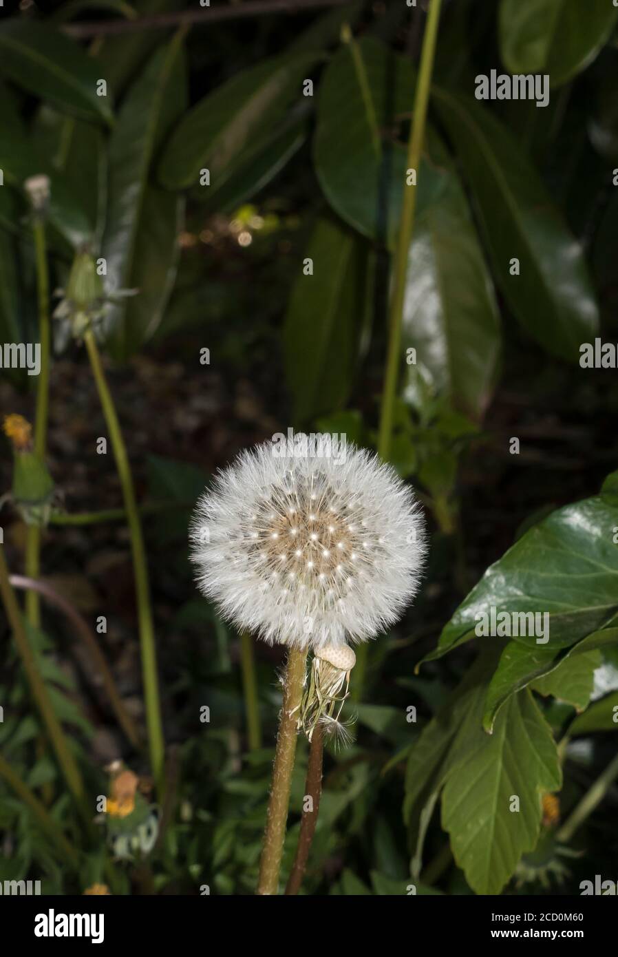Parachute Seeds High Resolution Stock Photography and Images - Alamy