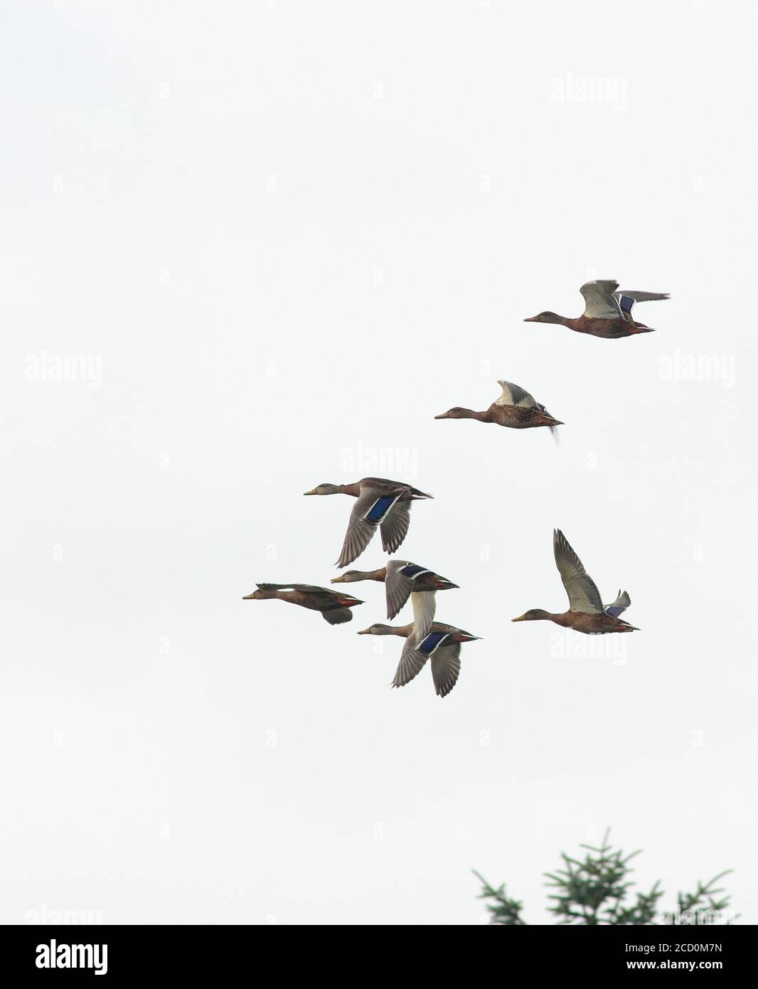 Anatomy of the ducks hi-res stock photography and images - Alamy