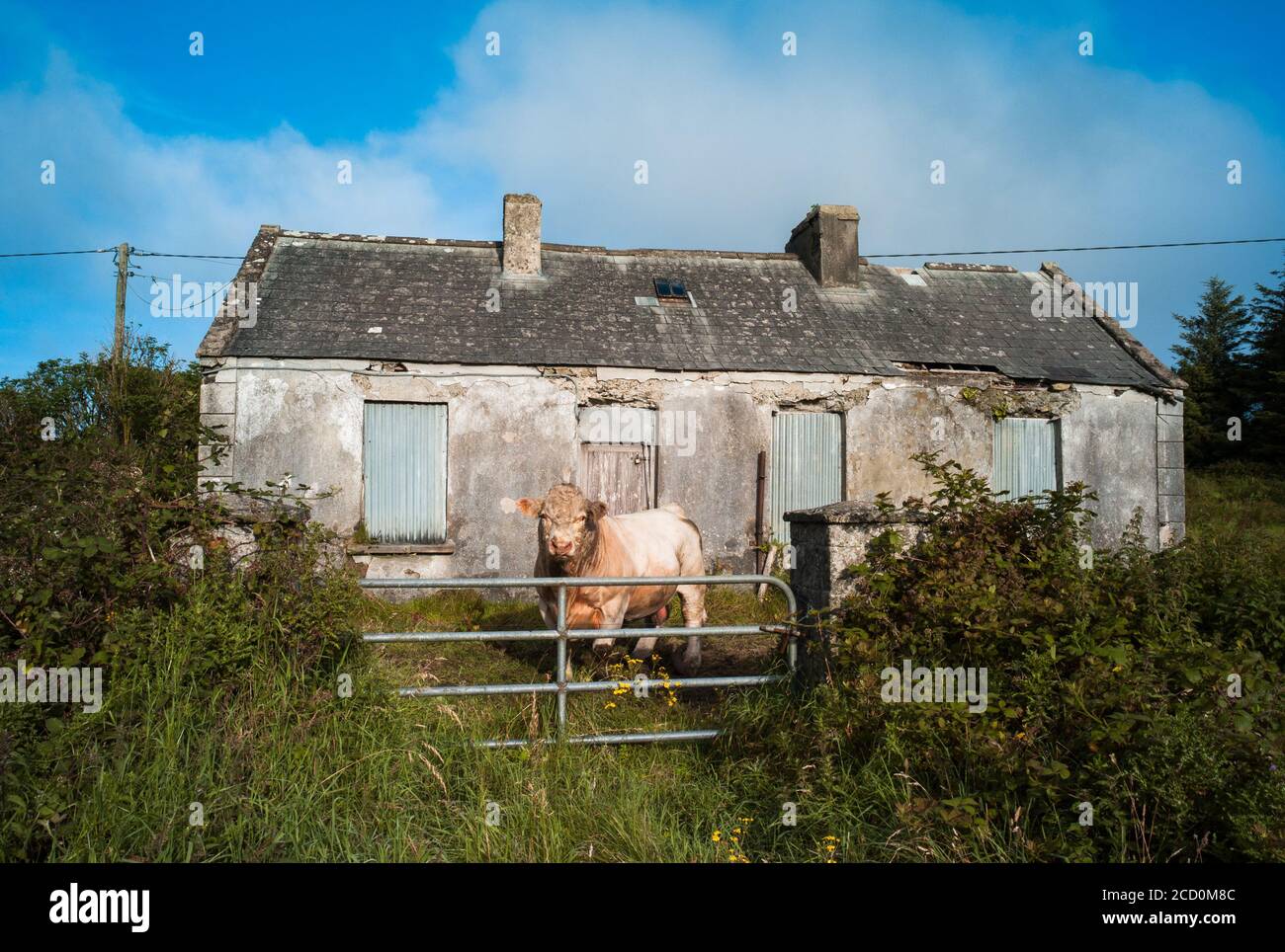 Large adult male Bull behind a gate of Abandoned house in rural Ireland ...